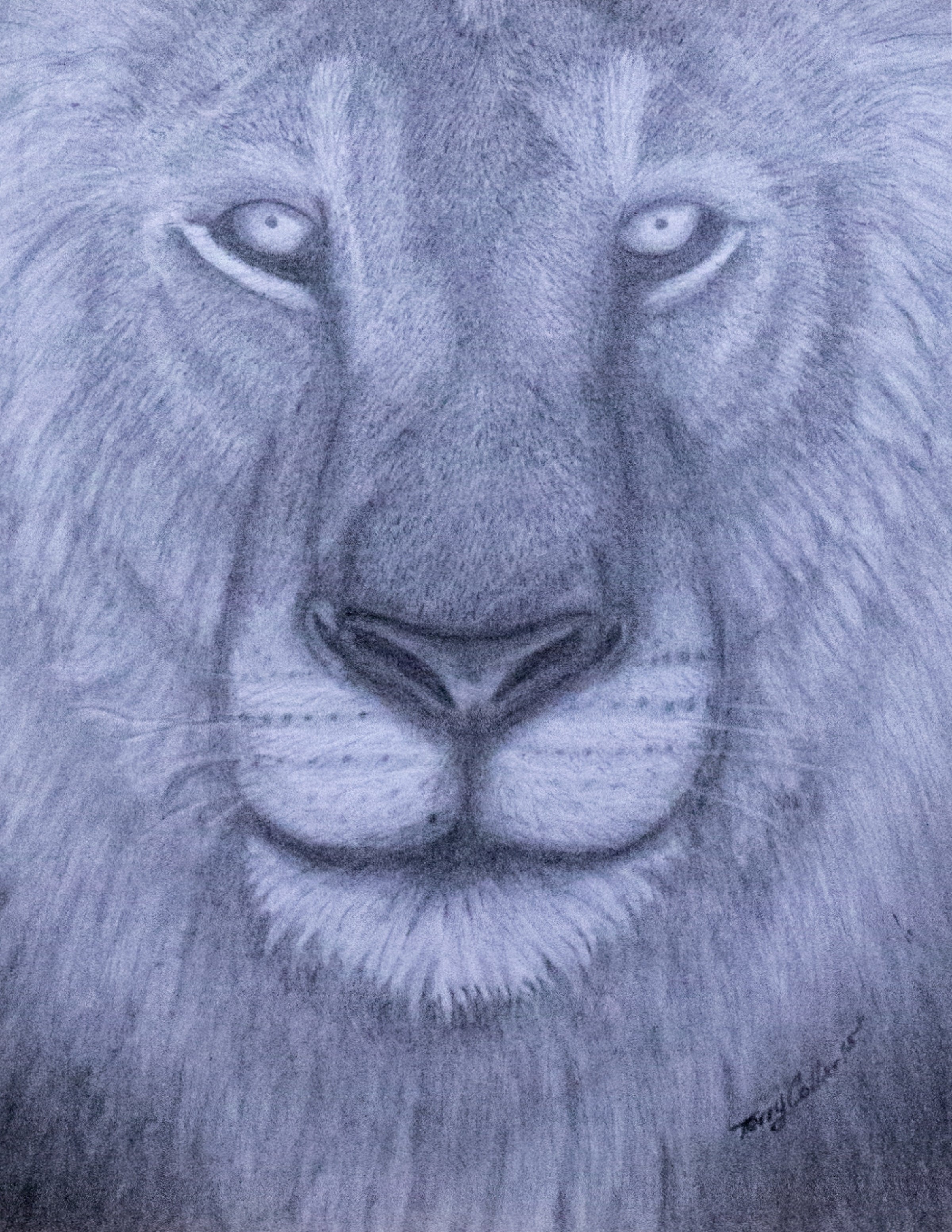lion drawing face