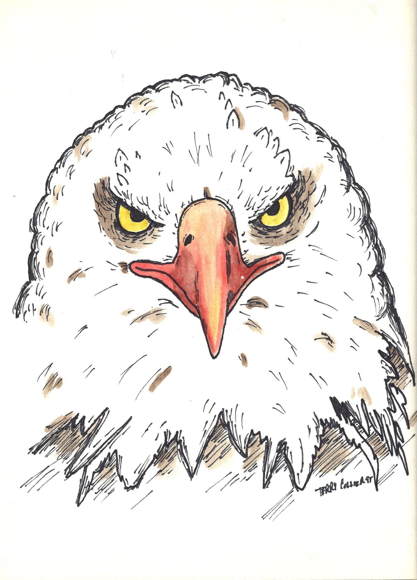 Eagle Face Drawing